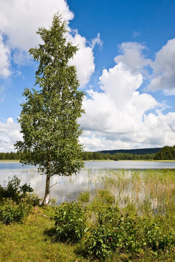 Birkenbaum stockfoto. Bild von rand, landwirtschaftlich - 12294268