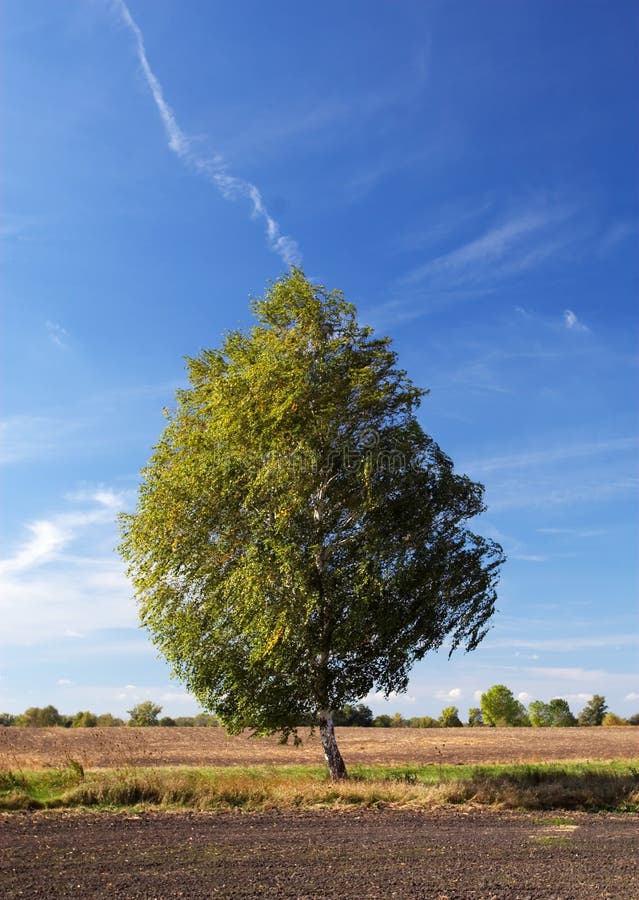 Birken-Baum im Wind stockbild. Bild von birke, blatt - 16977219