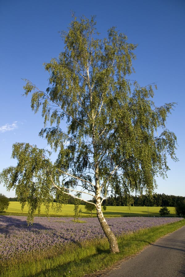 Birkenbaum stockbild. Bild von schön, hintergrund, stimmung - 25417245