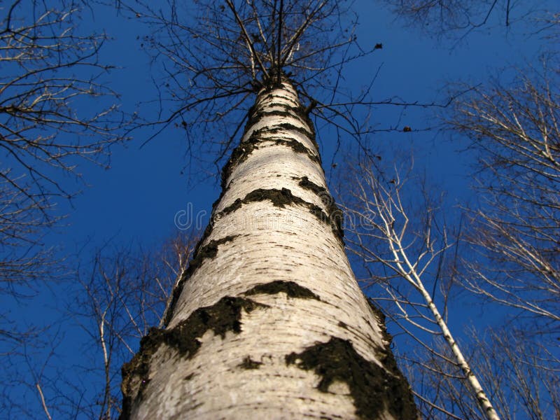 Birkenbaum, blauer Himmel stockbild. Bild von landwirtschaftlich - 4249291