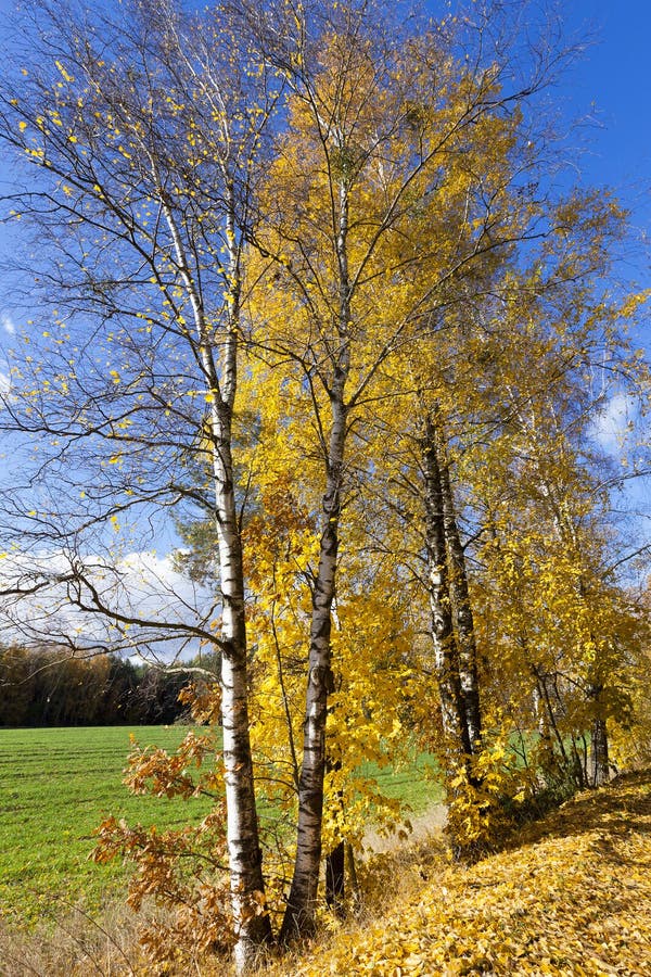 Birken- Und Buchenbaum Im Herbst Stockfoto - Bild von grün, blatt: 39254948