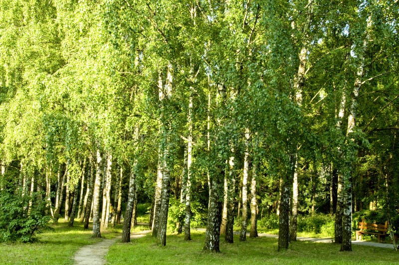 Birkenbaum stockbild. Bild von birke, baum, berg, holz - 10193225