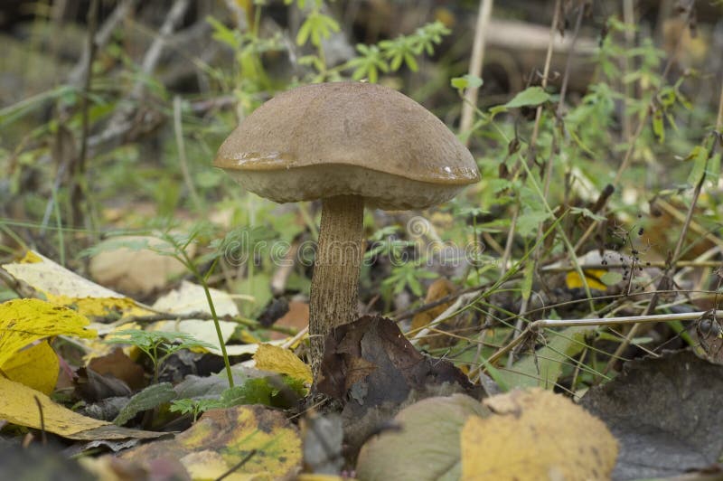 Birkenpilz. Leccinum Scabrum Stockbild - Bild von birke, hintergrund ...