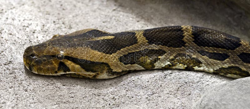 Indische Rotspython, Pythonmolurus, Aarey-Melkkolonie, INDIA Stock Foto ...