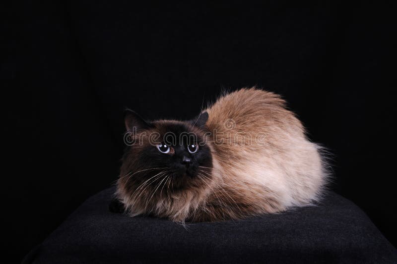 Birman breed of cat stock photo. Image of animal, domestic - 29380110