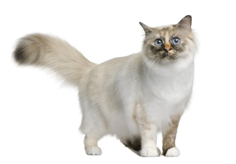 Birman cat, 11 months old stock image. Image of fluffy - 13667745