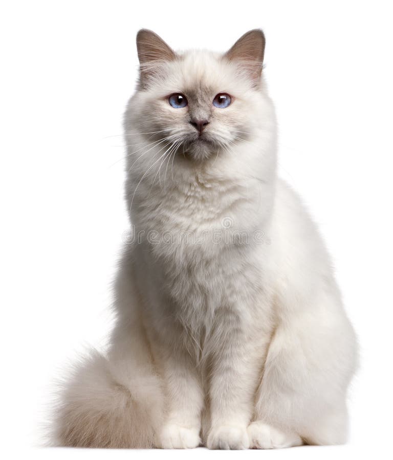 Birman cat, 9 months old stock image. Image of copy, blue - 18444061