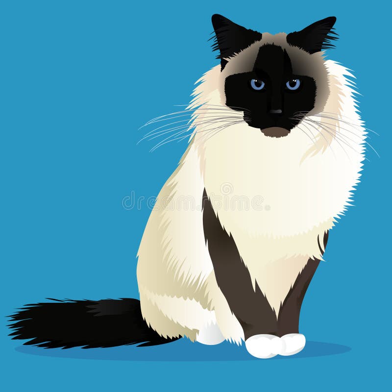Birman cat stock vector. Illustration of birman, kitten - 55229877