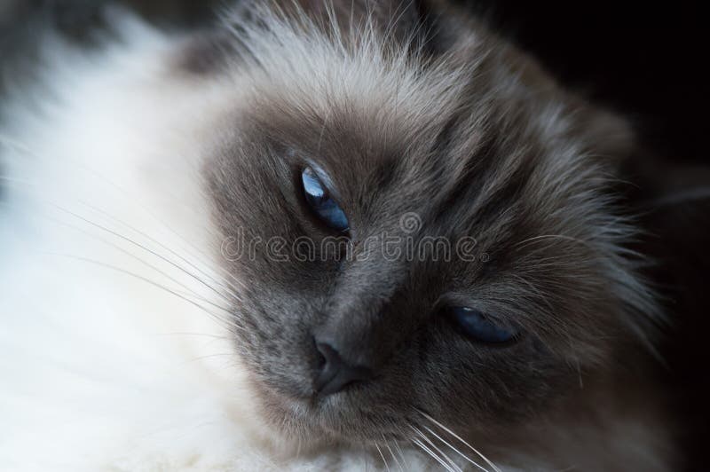 Birman cat close up stock image. Image of stare, holy - 37914991