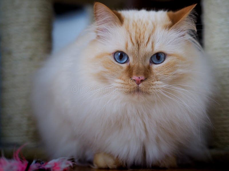 A Brown Birman Cat Picture. Image: 119663828