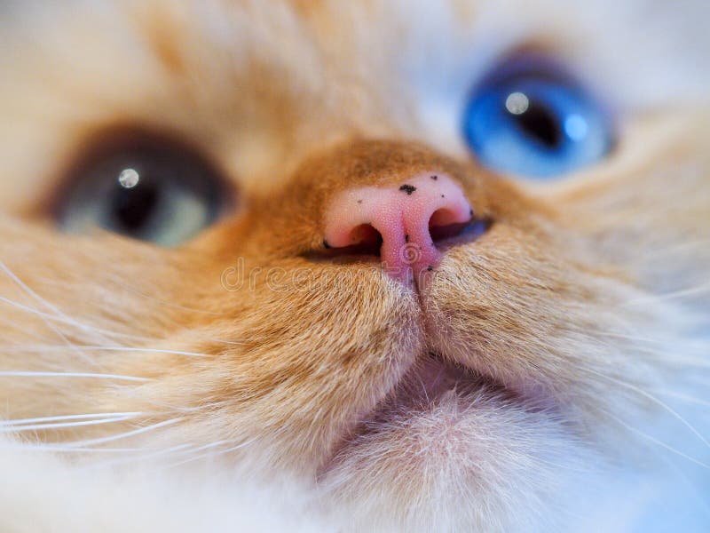 A Brown Birman Cat Picture. Image: 119663828