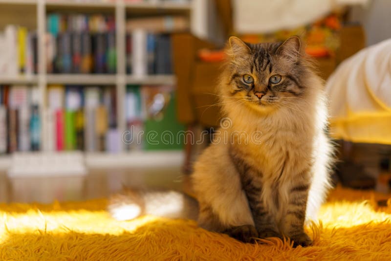 A brown birman cat stock photo. Image of isolated, birman - 119663828