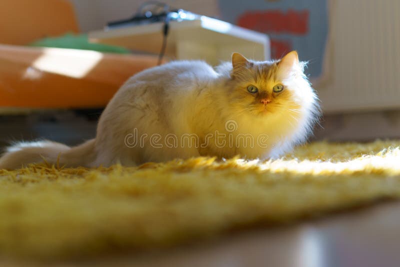 A brown birman cat stock photo. Image of isolated, birman - 119663828