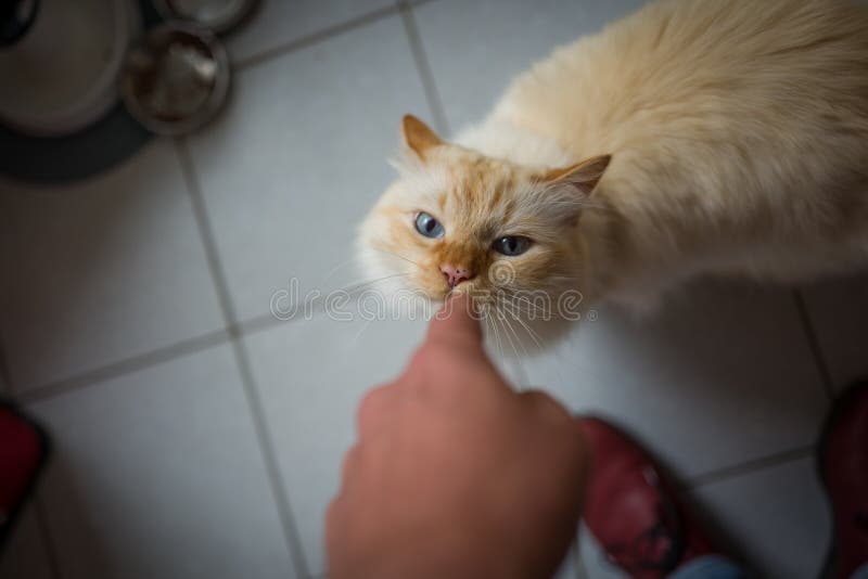 A brown birman cat stock photo. Image of isolated, birman - 119663828