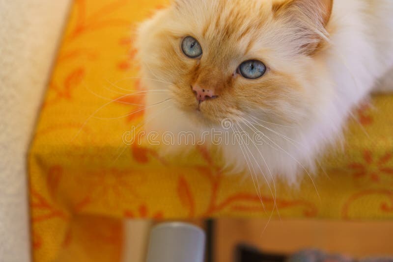 A brown birman cat stock photo. Image of isolated, birman - 119663828