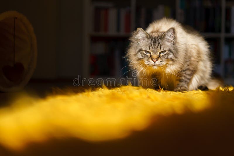 A brown birman cat stock photo. Image of isolated, birman - 119663828