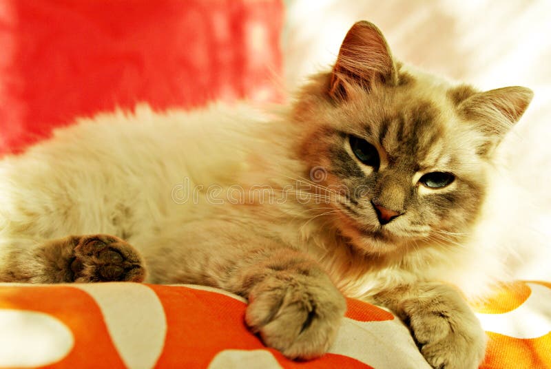 Sleepy Orange Cat stock image. Image of eyes, orange - 78891019