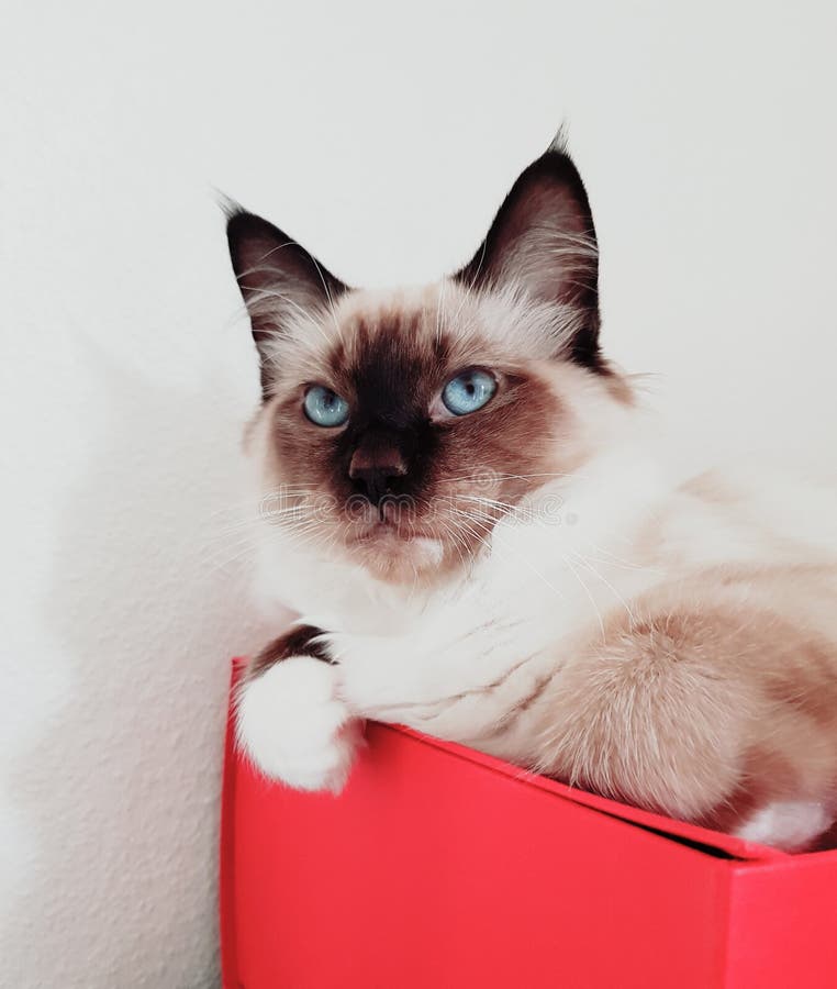 Birman cat seal point stock image. Image of seal, birman - 227075493