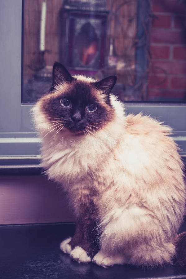 Birman cat sitting by door stock image. Image of sill - 35615931