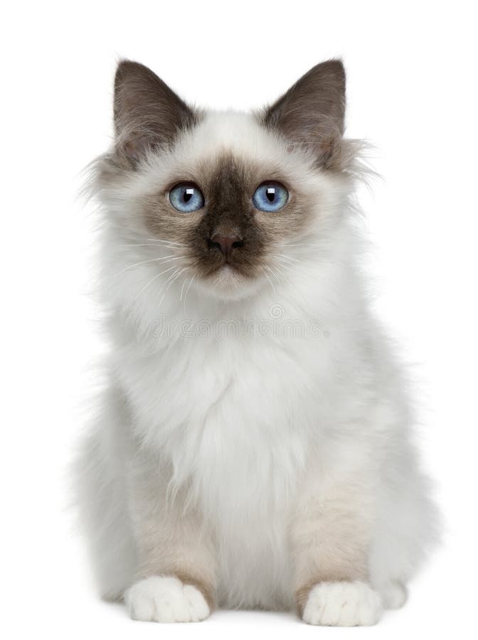 Birman cat, 9 months old stock image. Image of copy, blue - 18444061