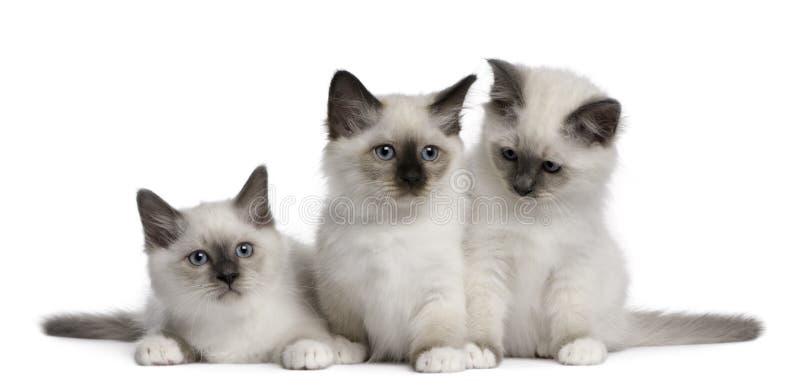 Two newborn kittens stock photo. Image of cats, pets, friendly - 2405604
