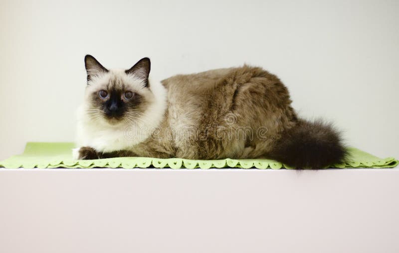 Birmanese cat stock image. Image of animal, feline, pets - 27323235
