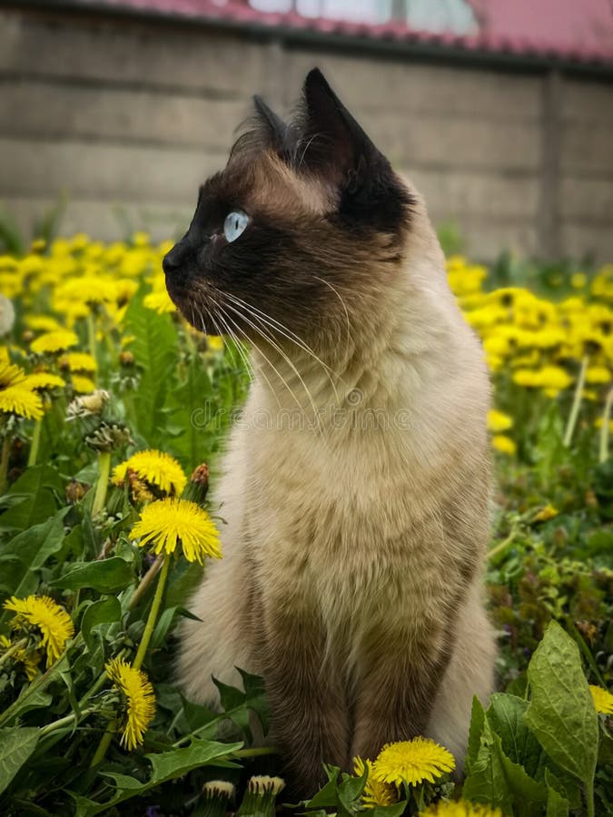 Birmanese Cat in the Garden Stock Photo - Image of wildlife, wildcat ...