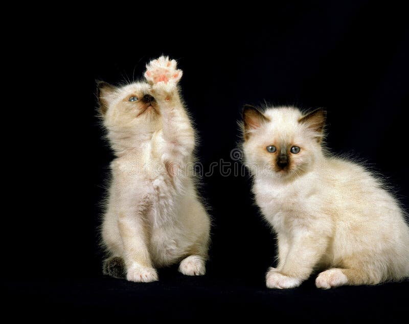 Birmanese Cat, Kitten Playing Against Black Background Stock Image ...