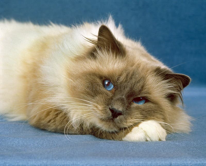 Birmanese Domestic Cat, Adult Laying Down Stock Photo - Image of cats ...
