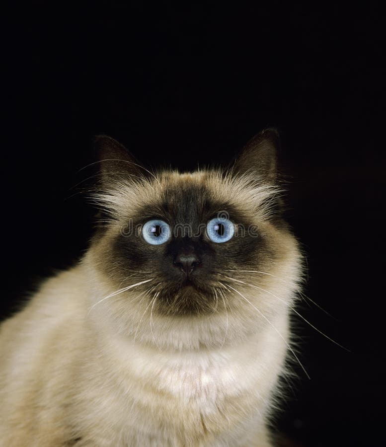 Birmanese Domestic Cat Against Black Background Stock Photo - Image of ...