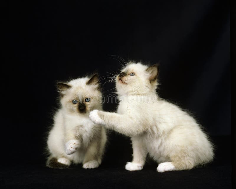 Birmanese Domestic Cat, Kittens Playing Against Black Background Stock ...
