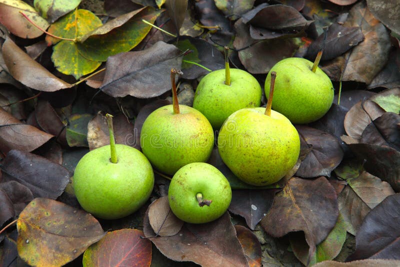 Birne stockbild. Bild von einzeln, frucht, birne, makro - 18045895