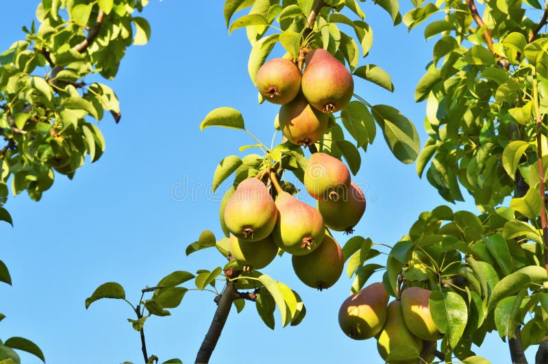 Freigebige Ernte Der Birnen, Die Auf Birnen-Baum Wachsen Stockbild ...