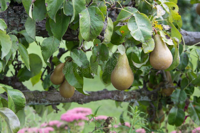Zwei Birnen, Die Auf Einem Birnen-Baum Im Nordosten Wachsen Stockfoto ...