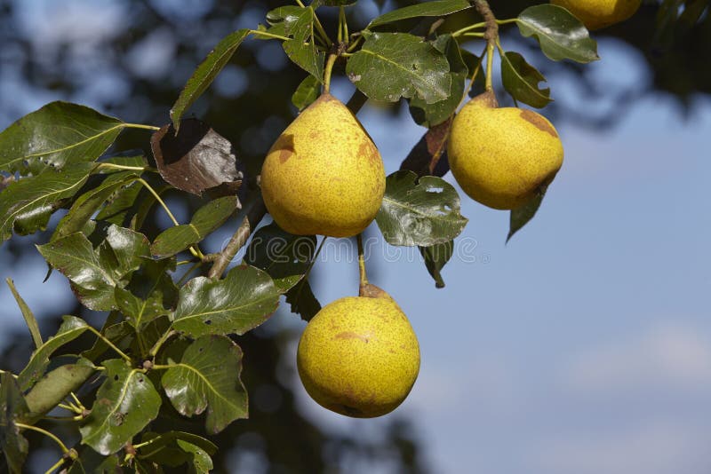 Birnenbaum Mit Gelben Birnen Stockfoto - Bild von landwirtschaft, grün ...