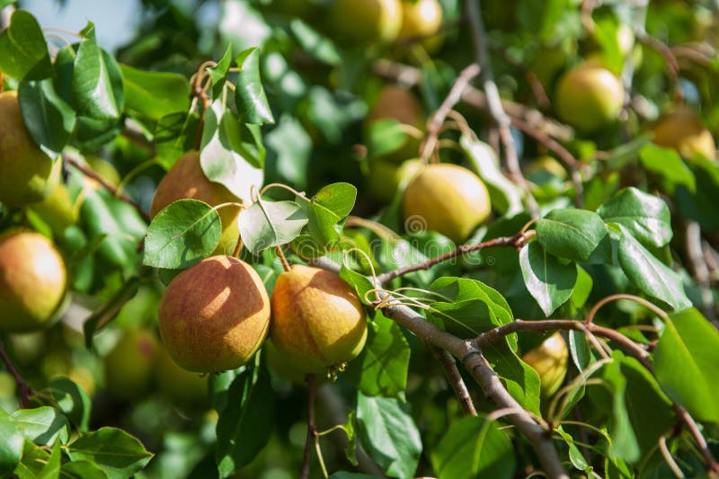 Birnenbaum mit Frucht stockfoto. Bild von nahaufnahme - 130784770