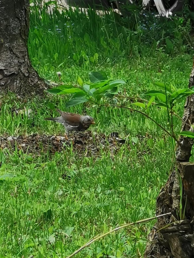 Birt in the nature stock photo. Image of leaf, grass - 191520162