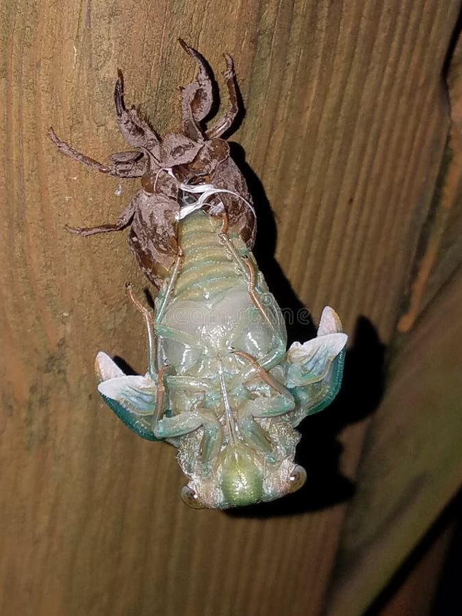 Birth of the alien stock image. Image of unkown, alien - 153857475