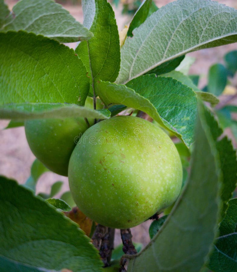 Birth of an apple stock photo. Image of produce, flower - 192709718