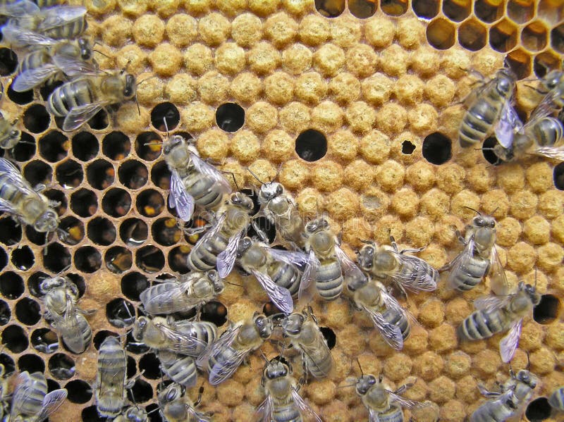 Birth of bee. stock photo. Image of insects, worm, posterity - 4965806