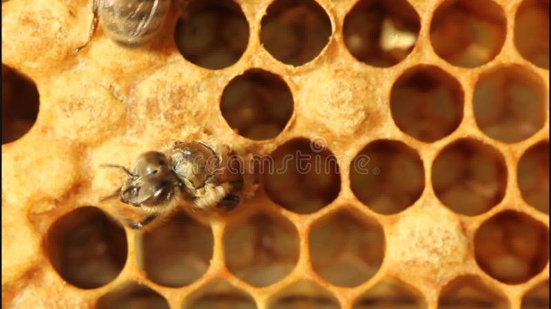 The birth of a bee stock footage. Video of insect, eyes - 282952986