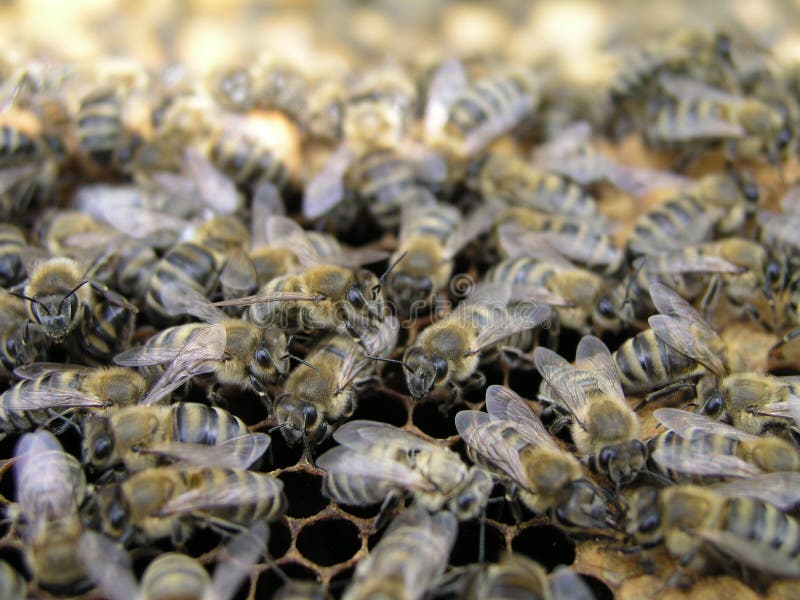 Birth of Bee Macro. Close Up of Bee Hatching from a Honeycomb Stock ...