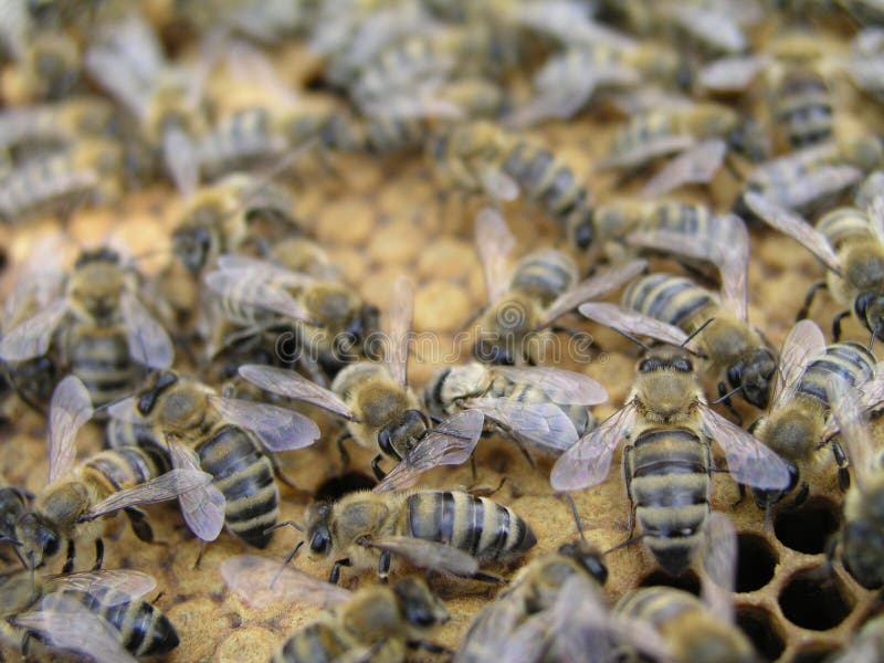 Birth of Bee Macro. Close Up of Bee Hatching from a Honeycomb Stock ...