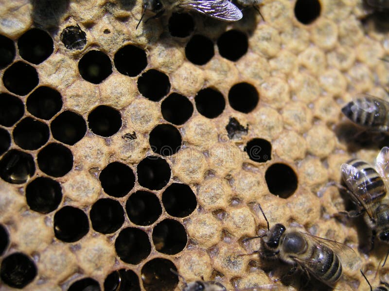 Birth of Bee Macro. Close Up of Bee Hatching from a Honeycomb Stock ...