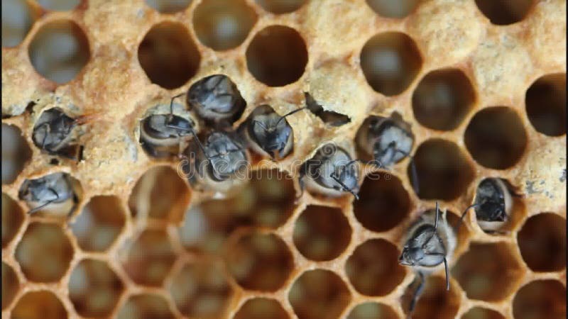 The birth of a bee stock footage. Video of insect, eyes - 282952986