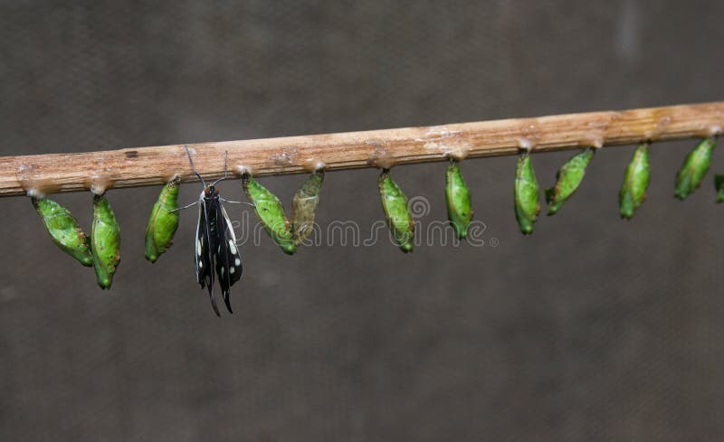 Birth of butterfly stock image. Image of macro, detail - 6576665