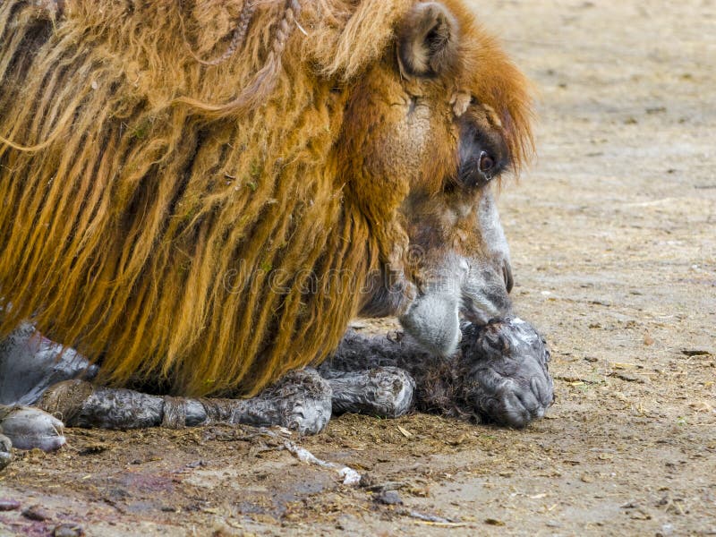 Birth of a camel stock photo. Image of mother, reproduction - 214465440