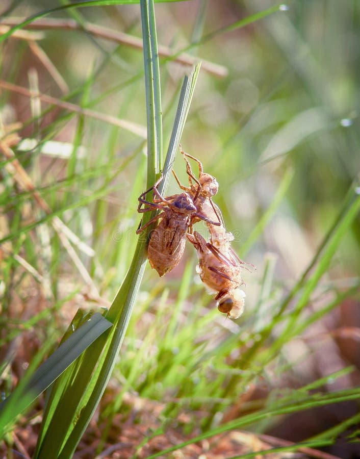 Birth of a dragonfly. stock photo. Image of close, birth - 87306412