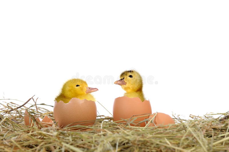Birth duckling stock photo. Image of animal, hatched - 23687108