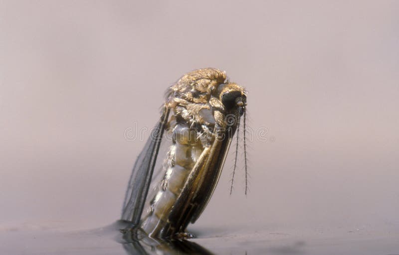 The Birth of a Female Mosquito Stock Photo - Image of itch, bugs: 424794